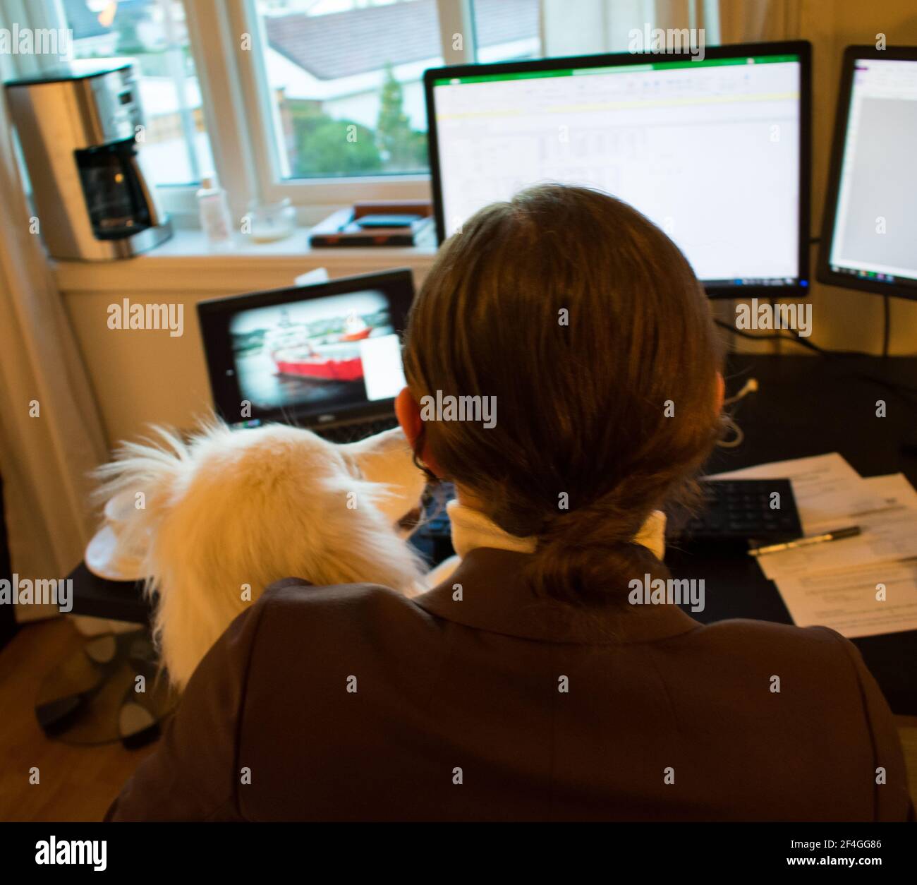 Woman Working from home with a dog (Samoyed Husky) a multiple monitor ...