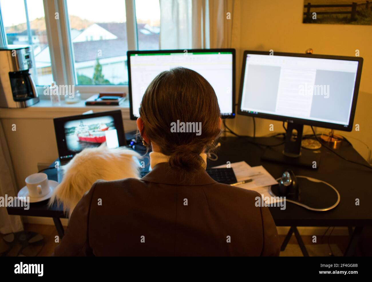 Woman Working from home with a dog (Samoyed Husky) a multiple monitor ...