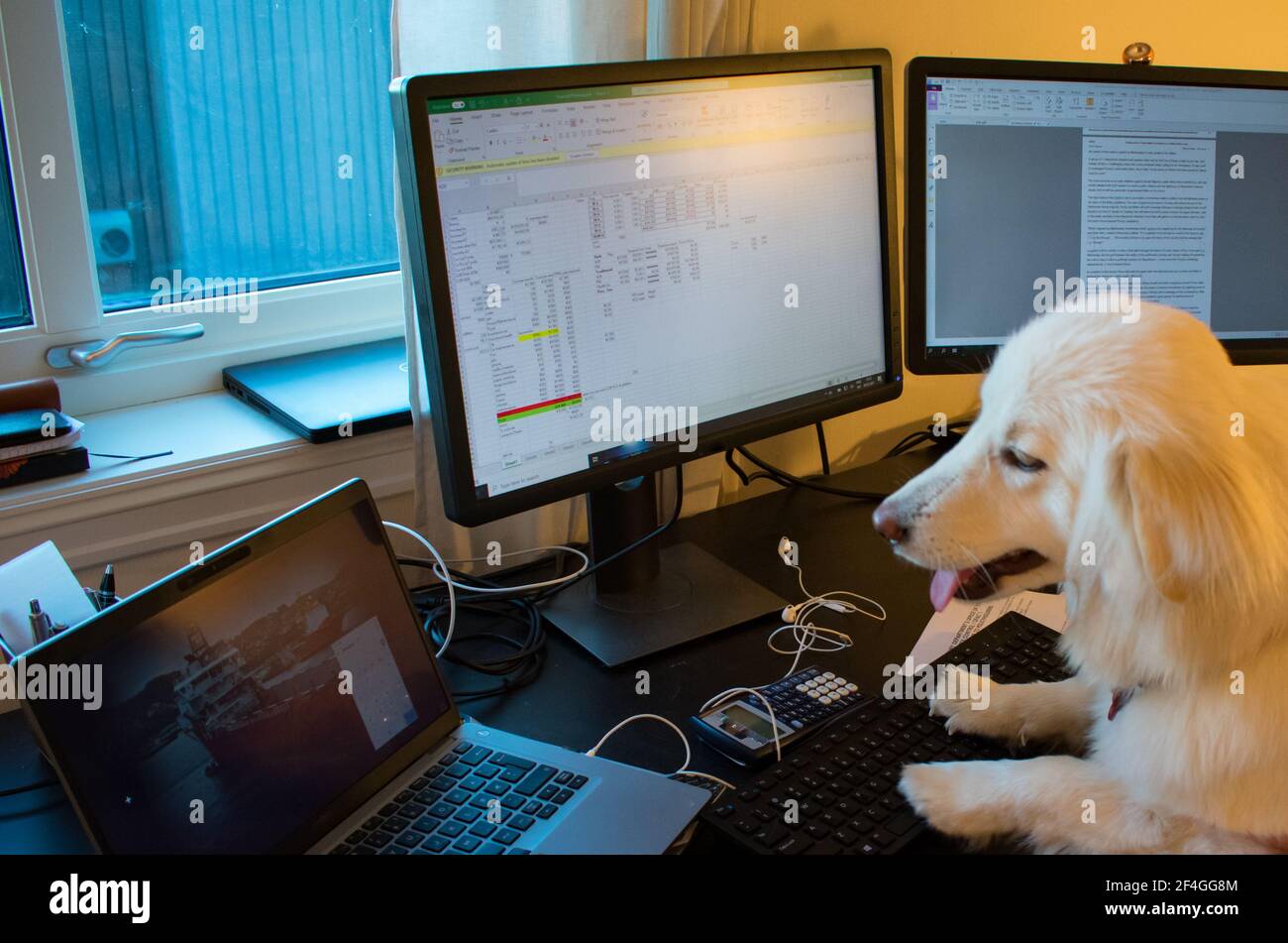 Dog working on a computer - Work From Home Conecpt Funny Stock Photo ...