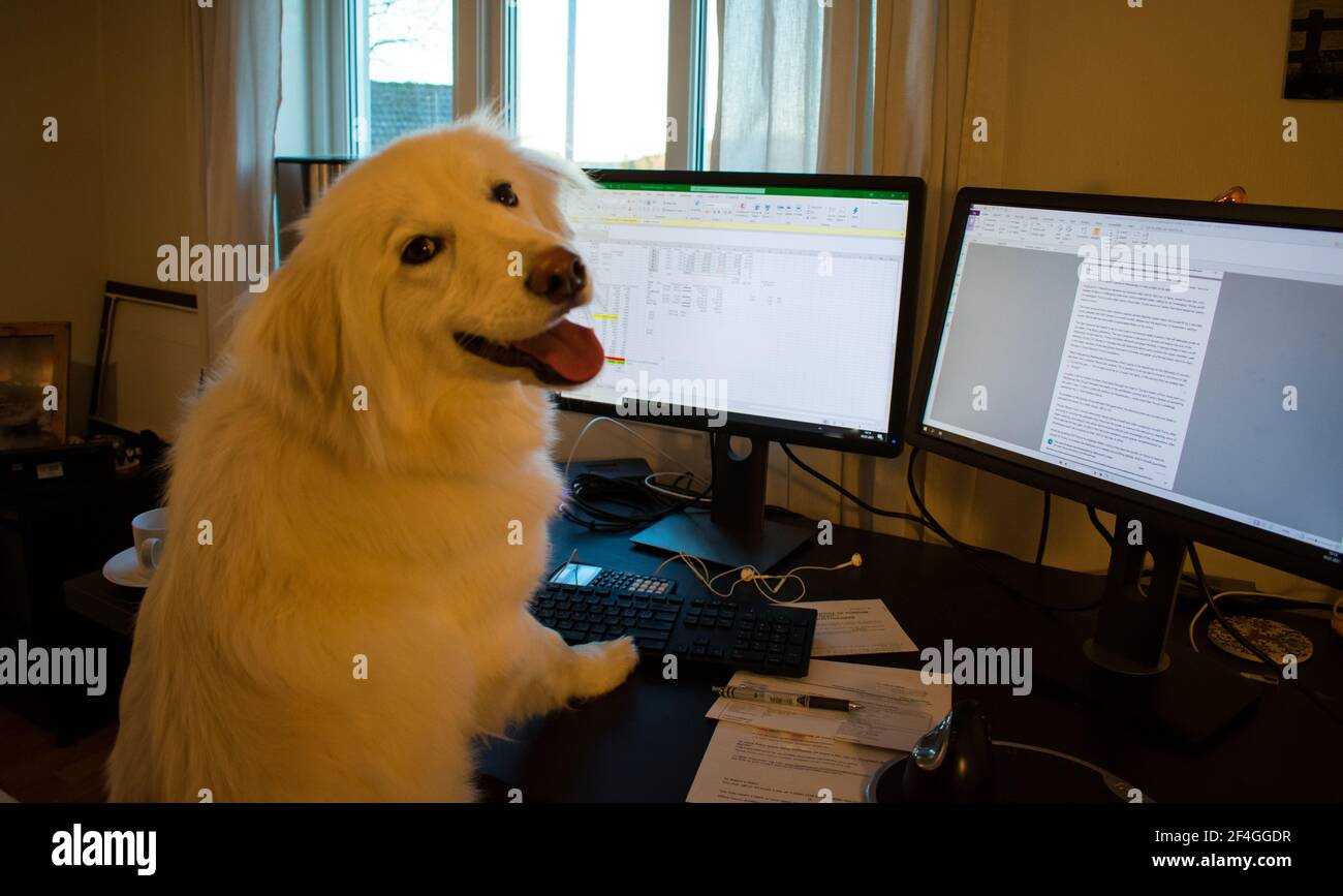 Dog working on a computer - Work From Home Conecpt Funny Stock Photo ...