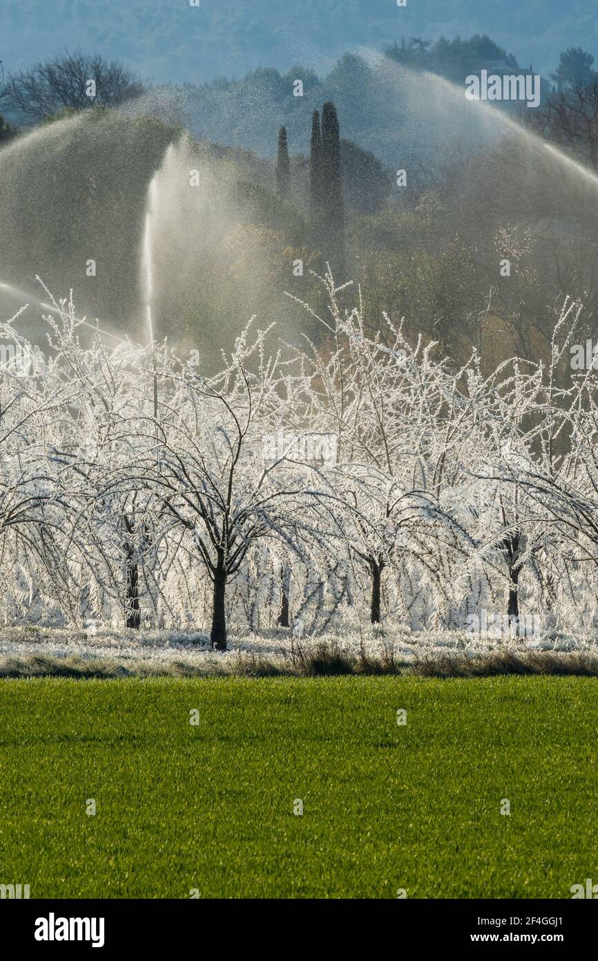 Frost freeze protection using irrigation hi-res stock photography and ...