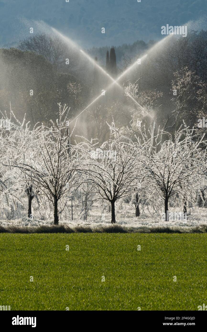 Frost freeze protection using irrigation hi-res stock photography and ...