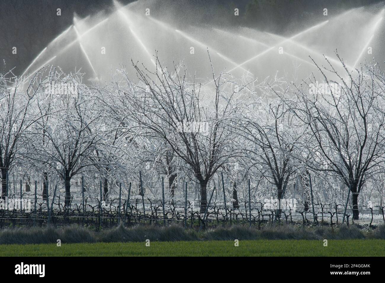 Frost freeze protection using irrigation Stock Photo - Alamy