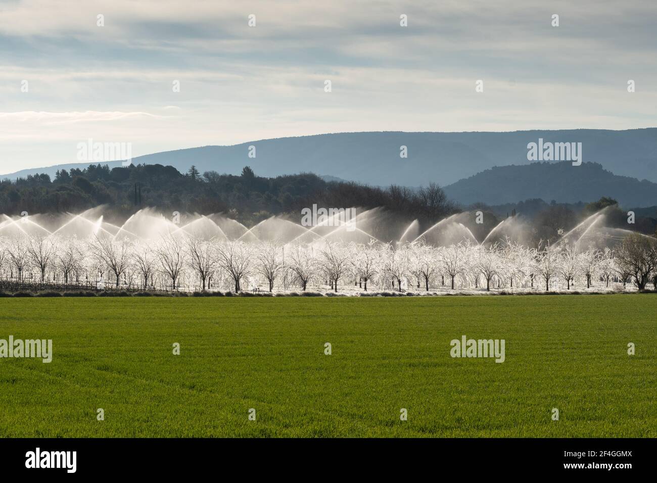 Frost freeze protection using irrigation Stock Photo - Alamy