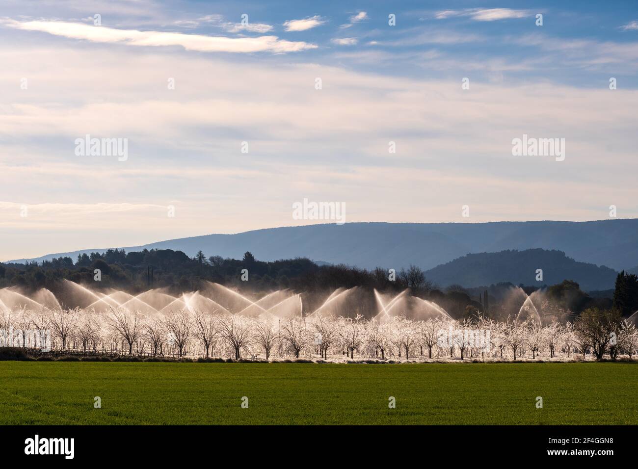 Frost freeze protection using irrigation hi-res stock photography and ...
