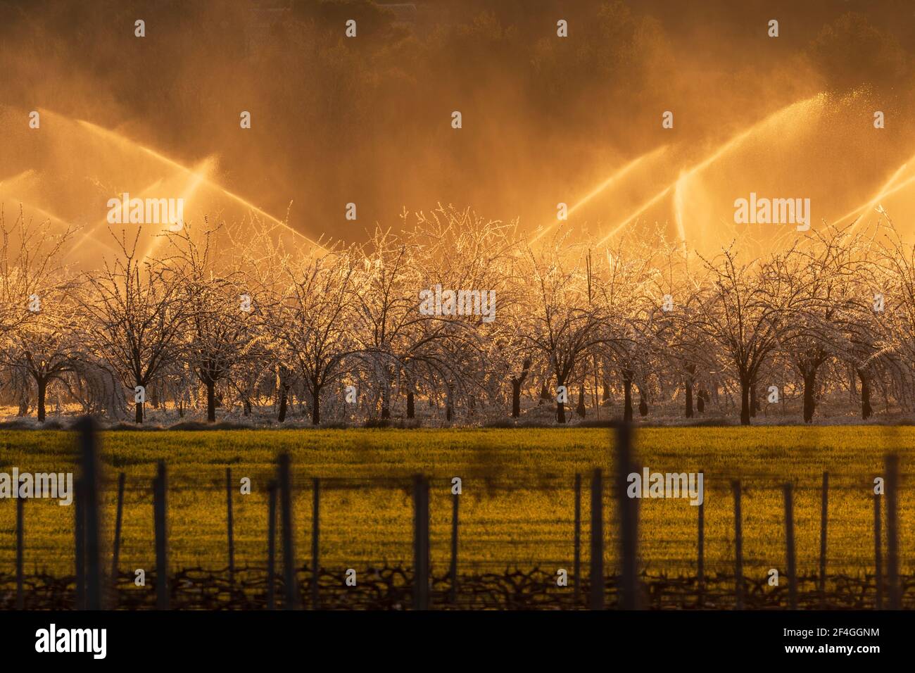 Frost freeze protection using irrigation hi-res stock photography and ...