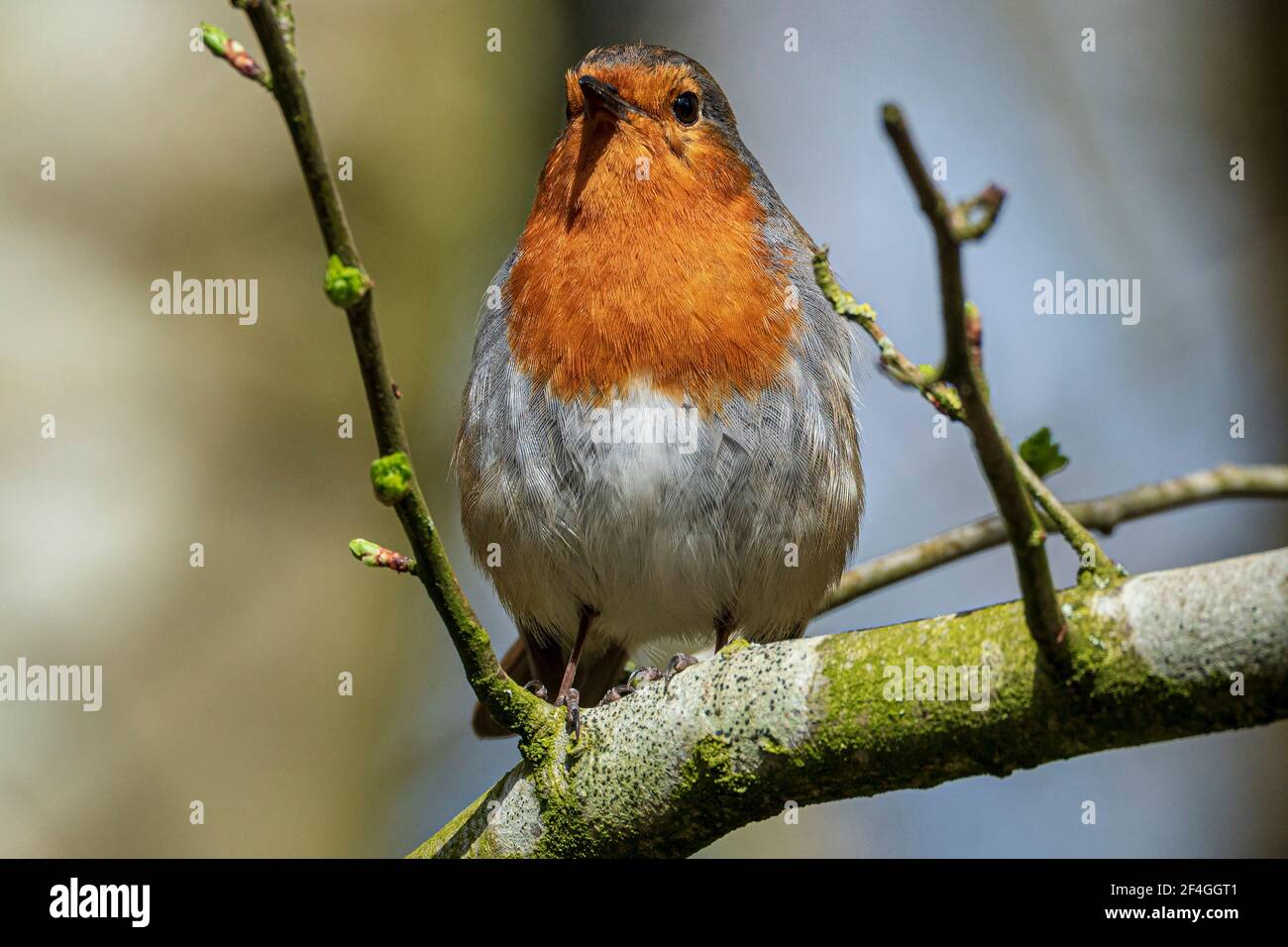 Robin redbreast on tree branch Stock Photo - Alamy