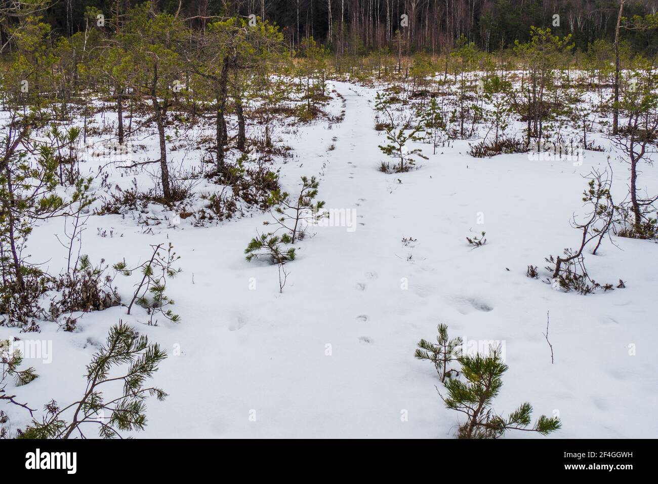 Walk Path Covered with Snow in a Winter Forest Stock Photo - Alamy
