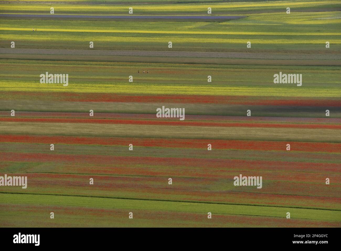 Beautiful fields full of colors during lentils flowering in ...