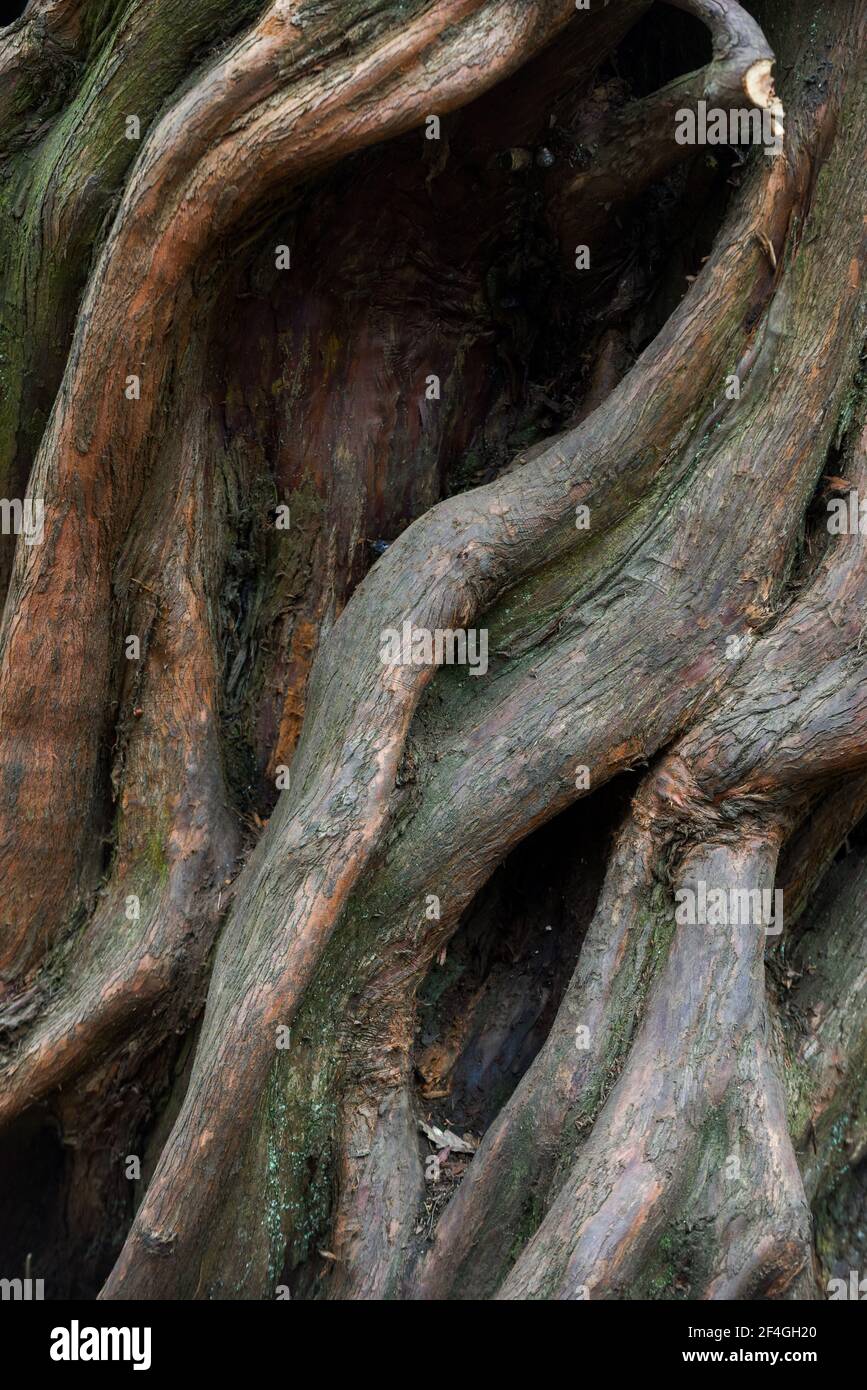Tree twisted curved bark hi-res stock photography and images - Alamy