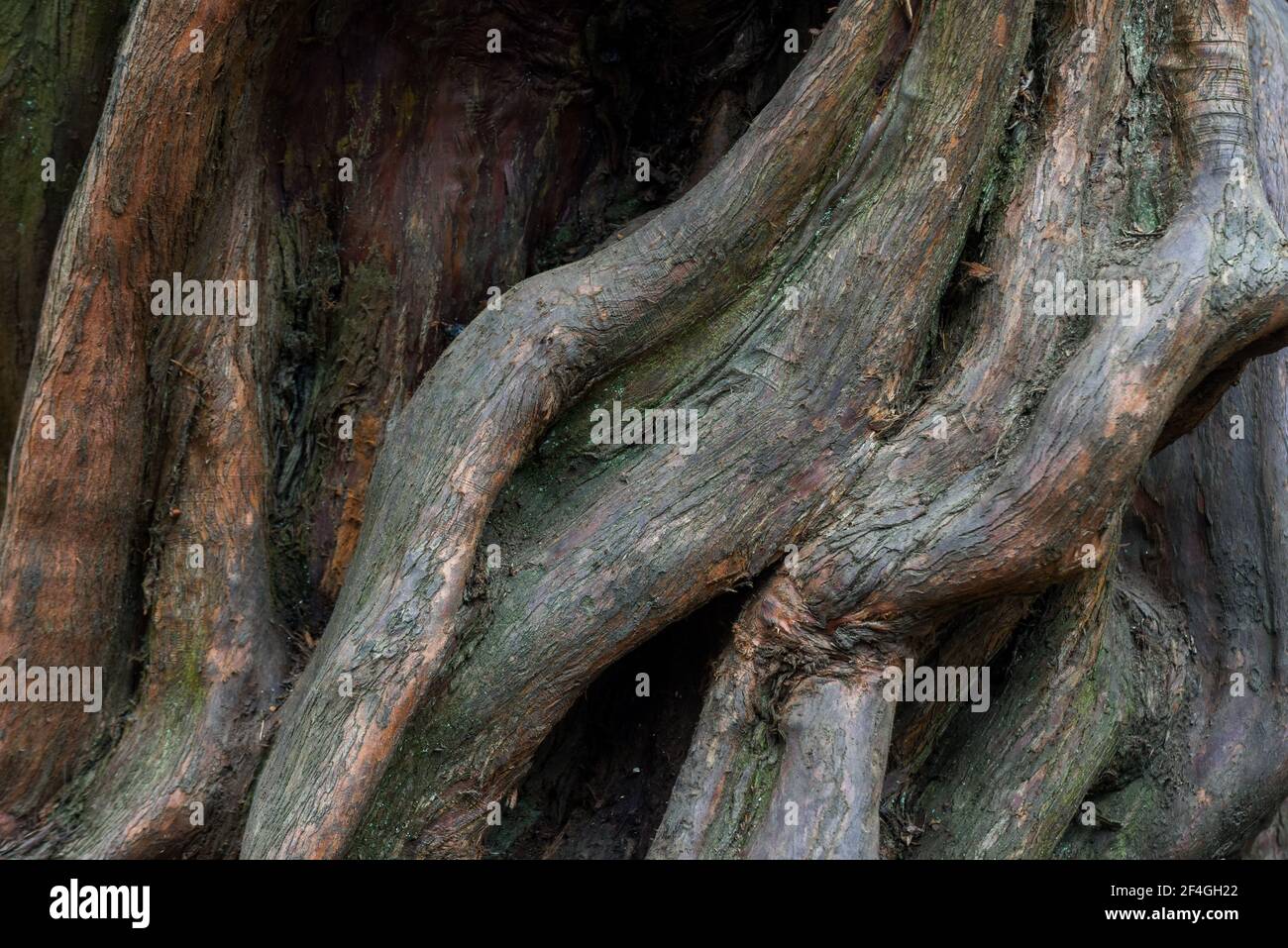 Nature abstract from tree bark the wood is twisted into abstract shapes ...
