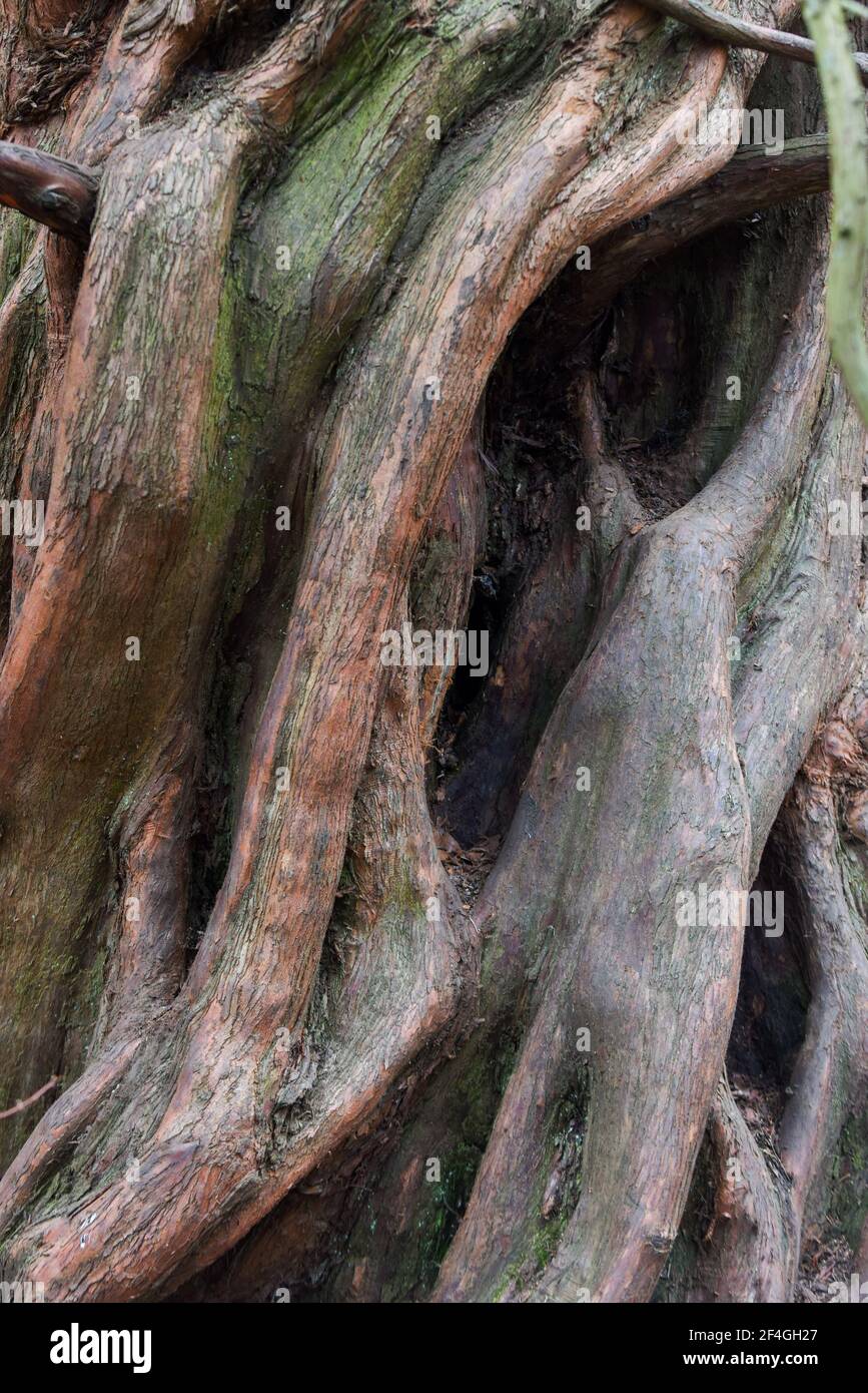Nature abstract from tree bark the wood is twisted into abstract shapes ...