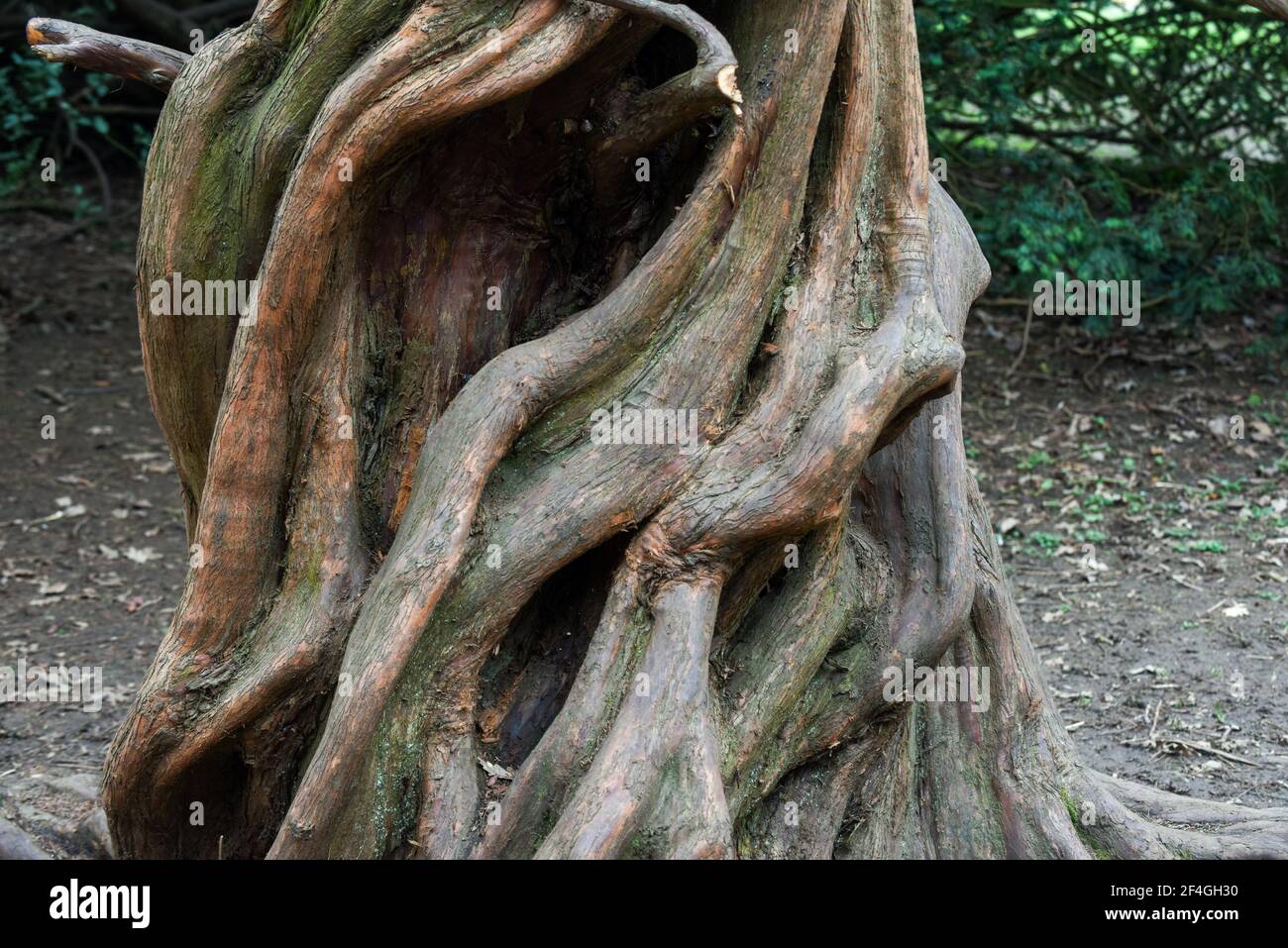 Tree with unusual twisted roots and trunk in a woods Stock Photo - Alamy