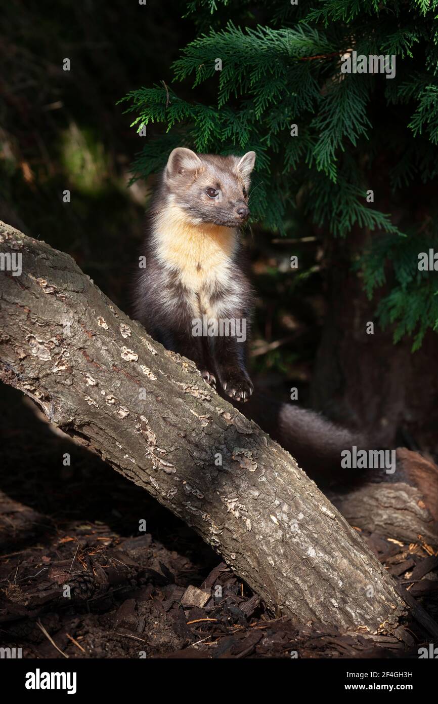 Baum marten hi-res stock photography and images - Alamy