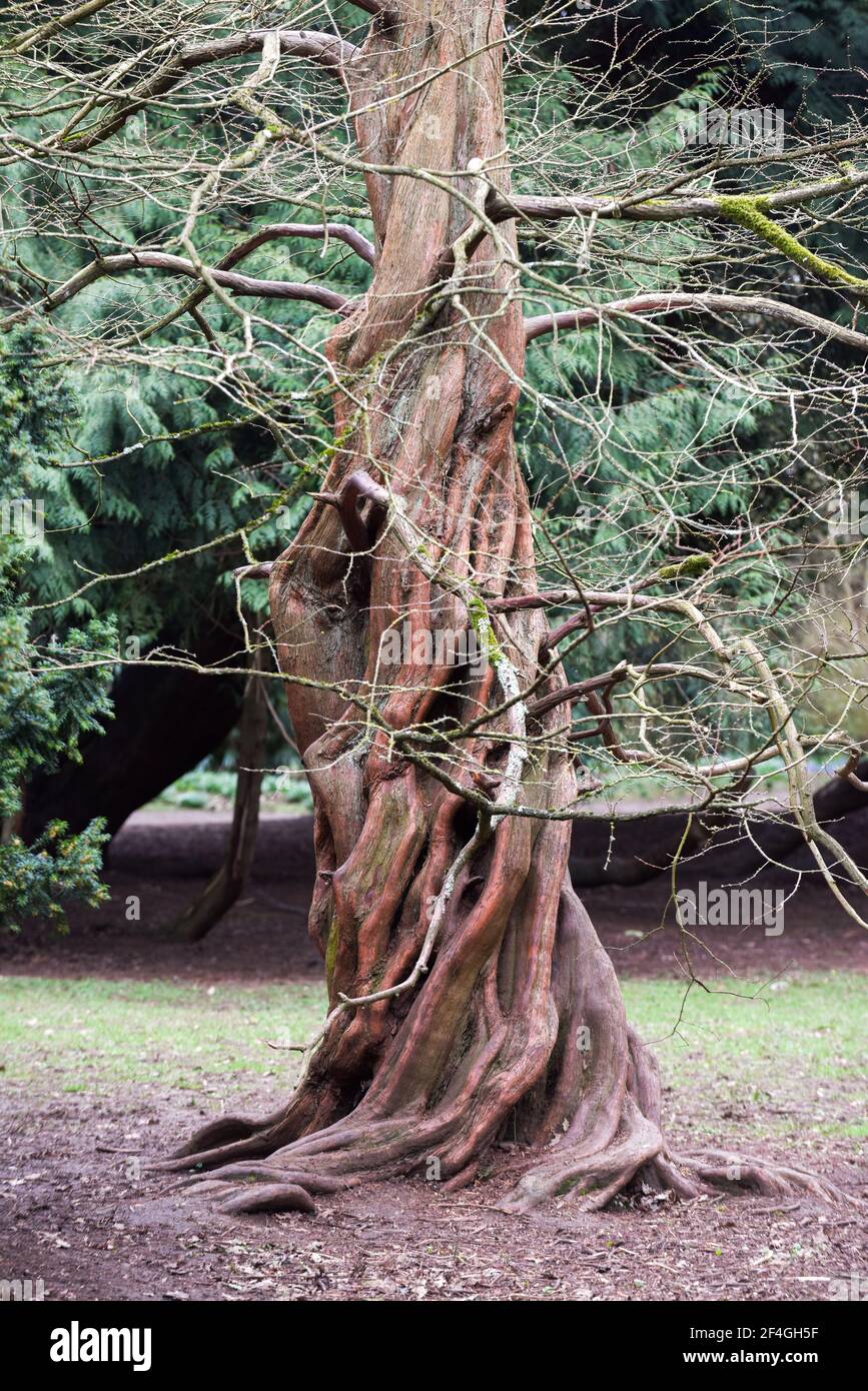 Tree with unusual twisted roots and trunk in a woods Stock Photo - Alamy