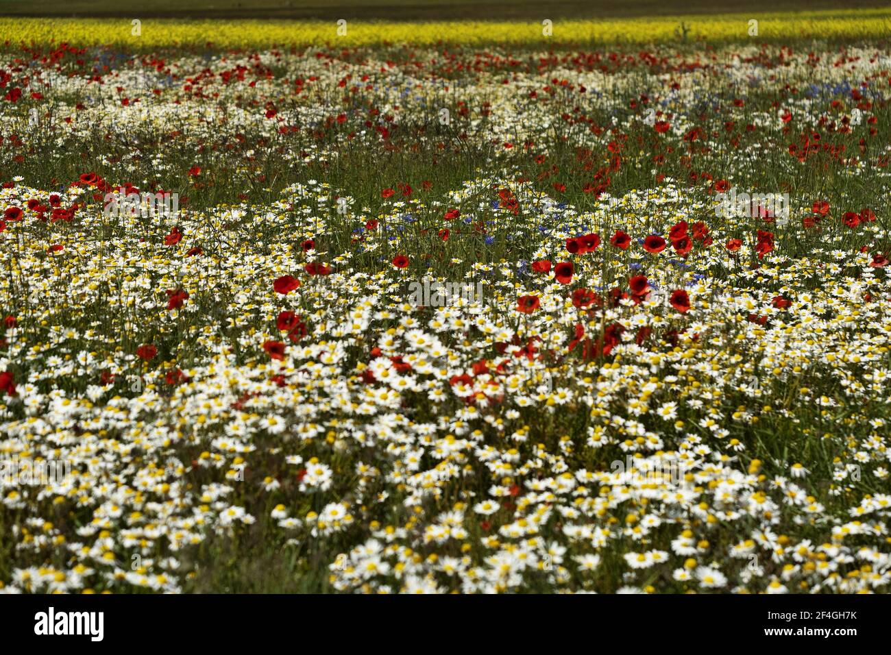 Beautiful fields full of colors during lentils flowering in ...