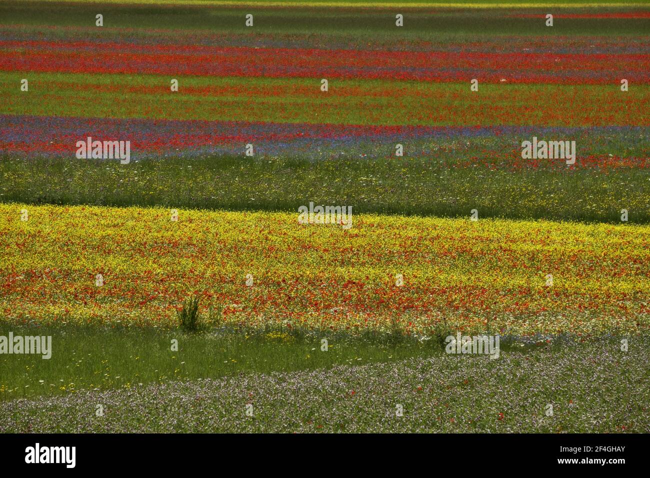 Beautiful fields full of colors during lentils flowering in ...