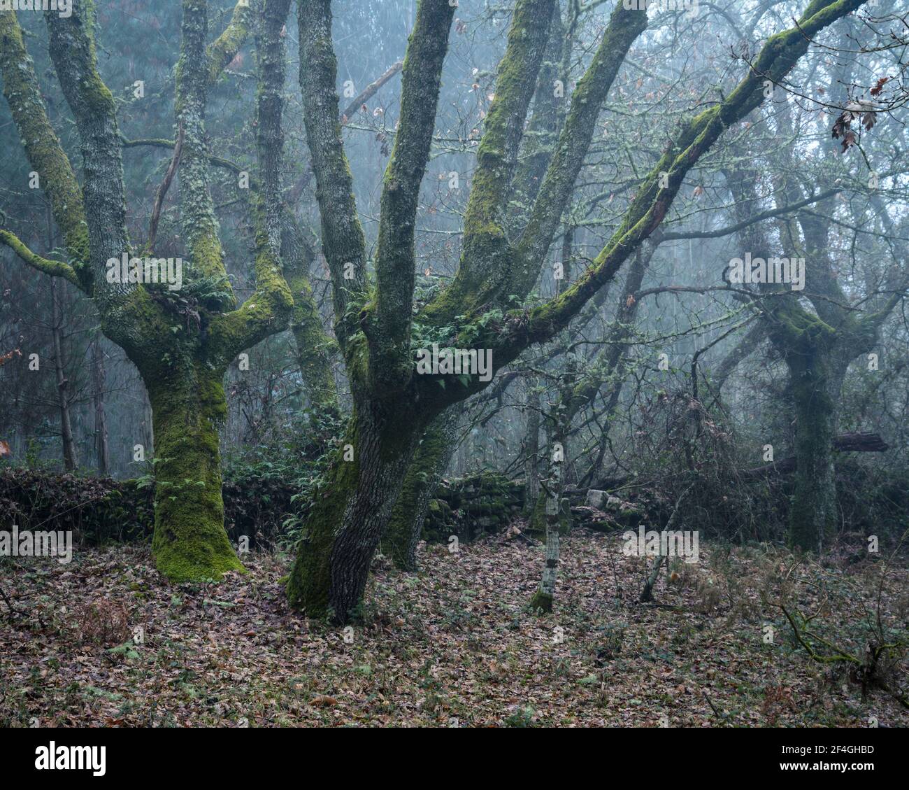 Aging oak trees covered in moss and fern in ancient forests divided by ...