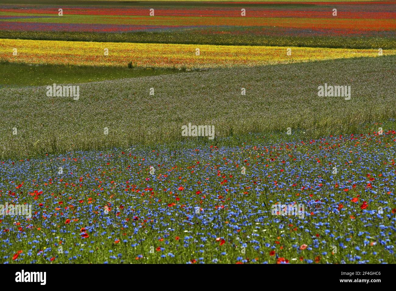 Beautiful fields full of colors during lentils flowering in ...