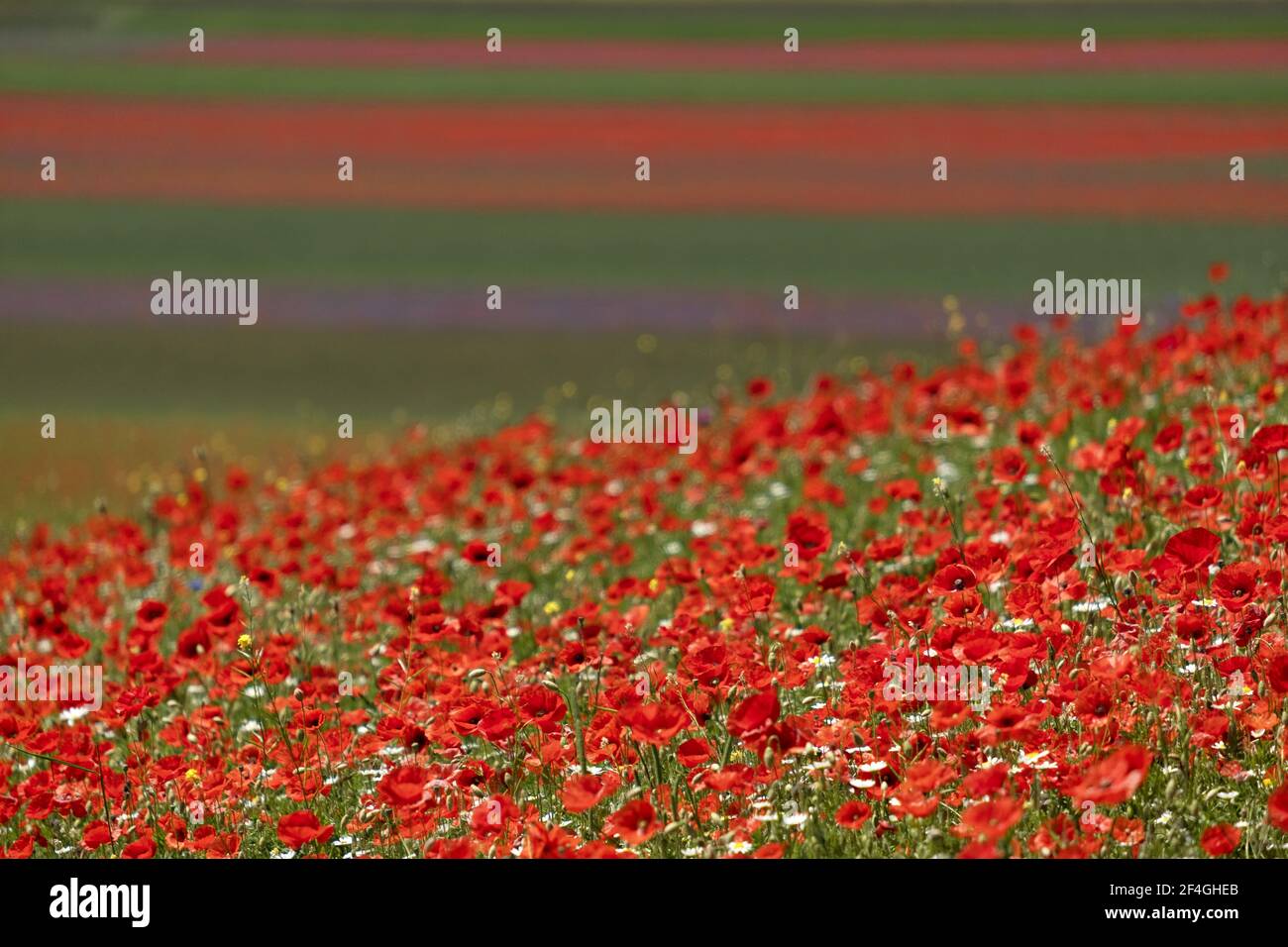 Beautiful fields full of colors during lentils flowering in ...