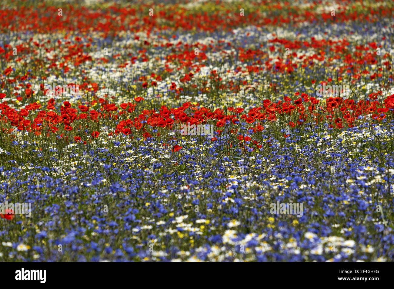 Beautiful fields full of colors during lentils flowering in ...