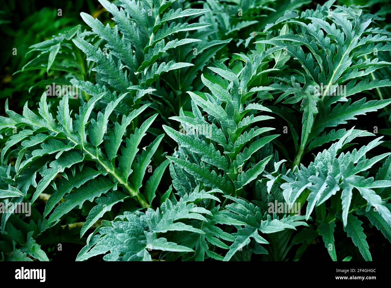 Abstract plant leaf background of natural green leaves in close up ...