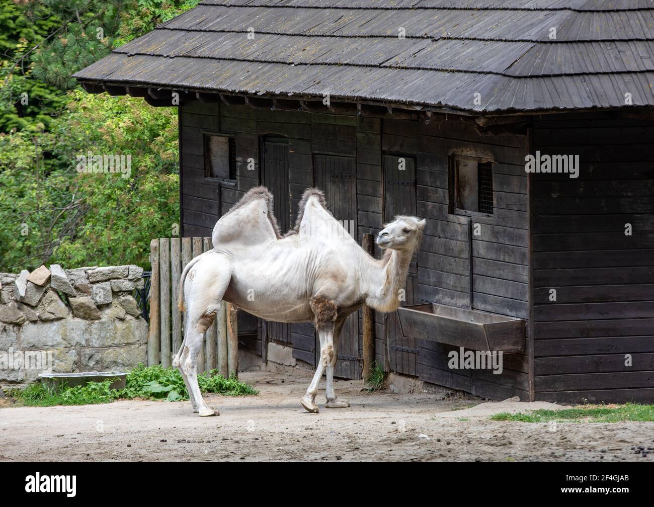 The Bactrian camels, Camelus bactrianus is a large, even-toed ungulate ...