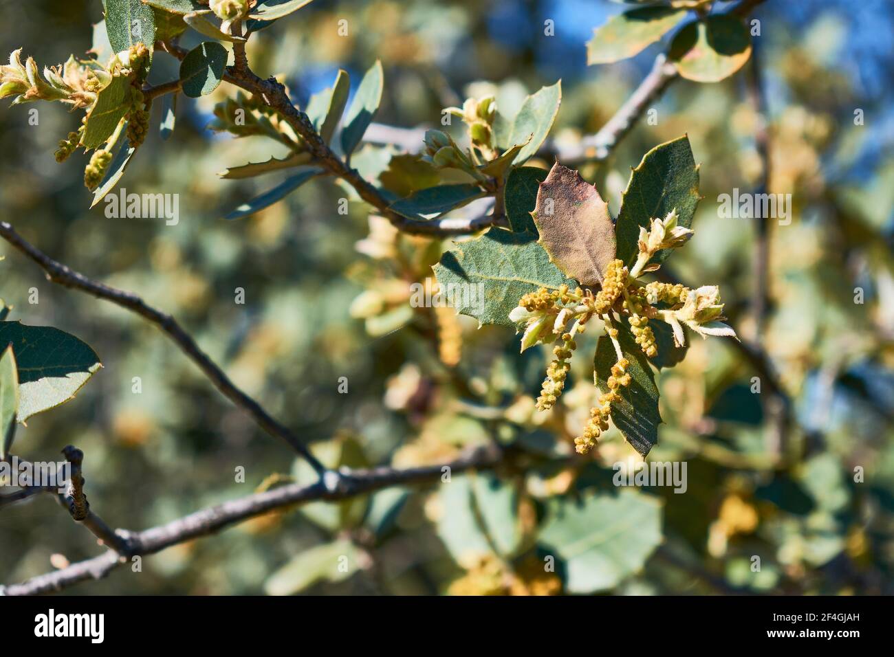 Quercus ilex leaf hi-res stock photography and images - Alamy