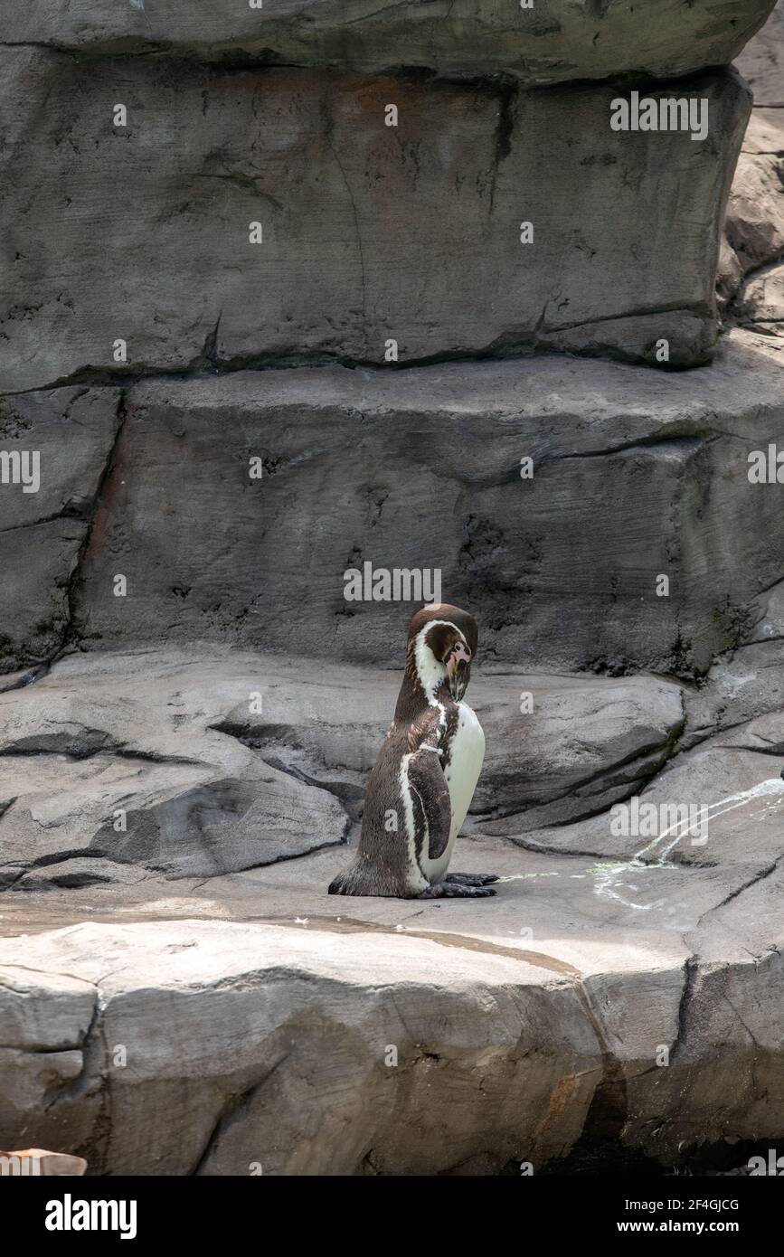 The Humboldt Penguin, Spheniscus humboldti also termed Peruvian penguin ...