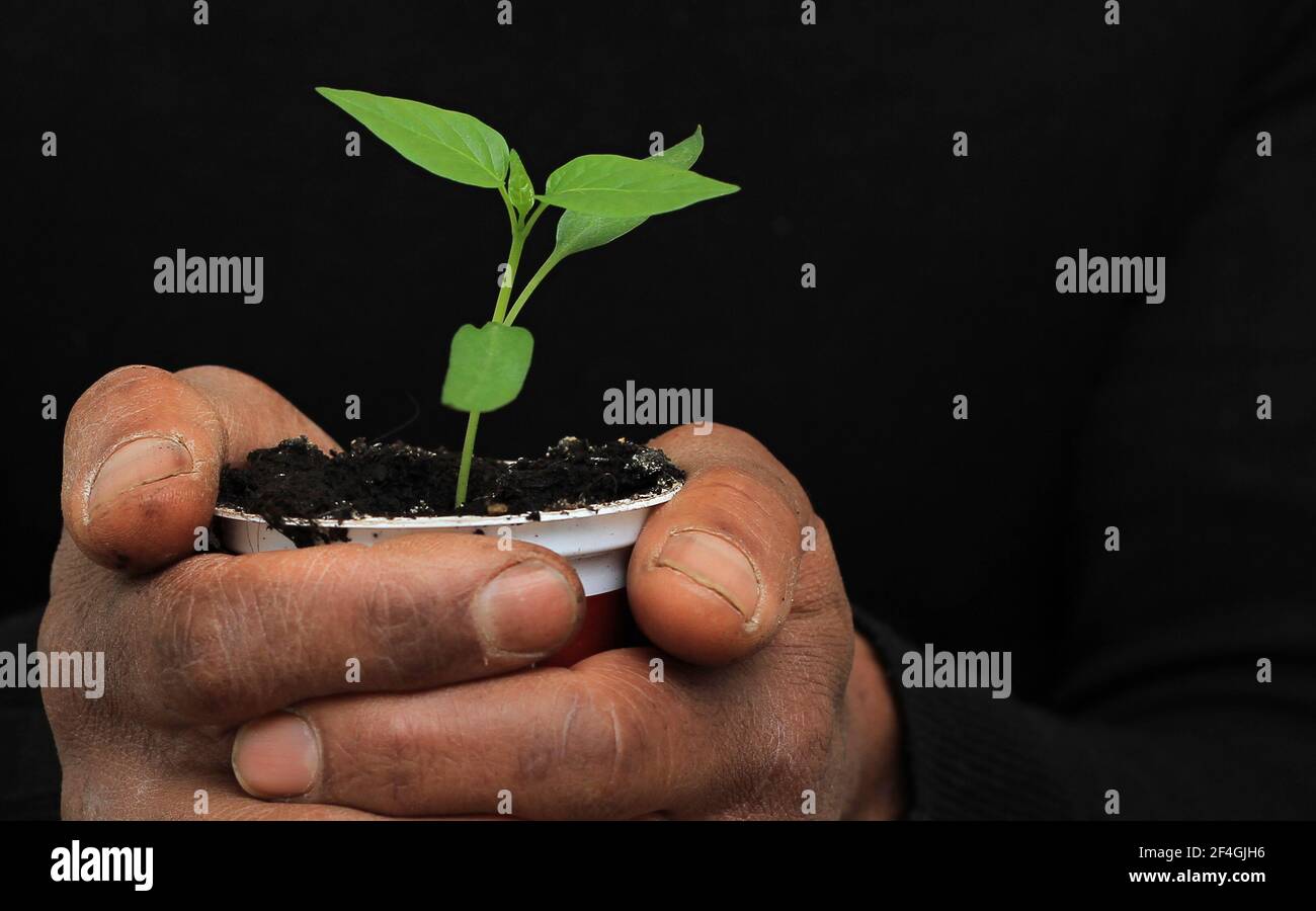 Hand holding plant hi-res stock photography and images - Alamy