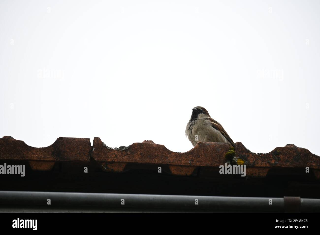 Tree sparrow singing hi-res stock photography and images - Alamy