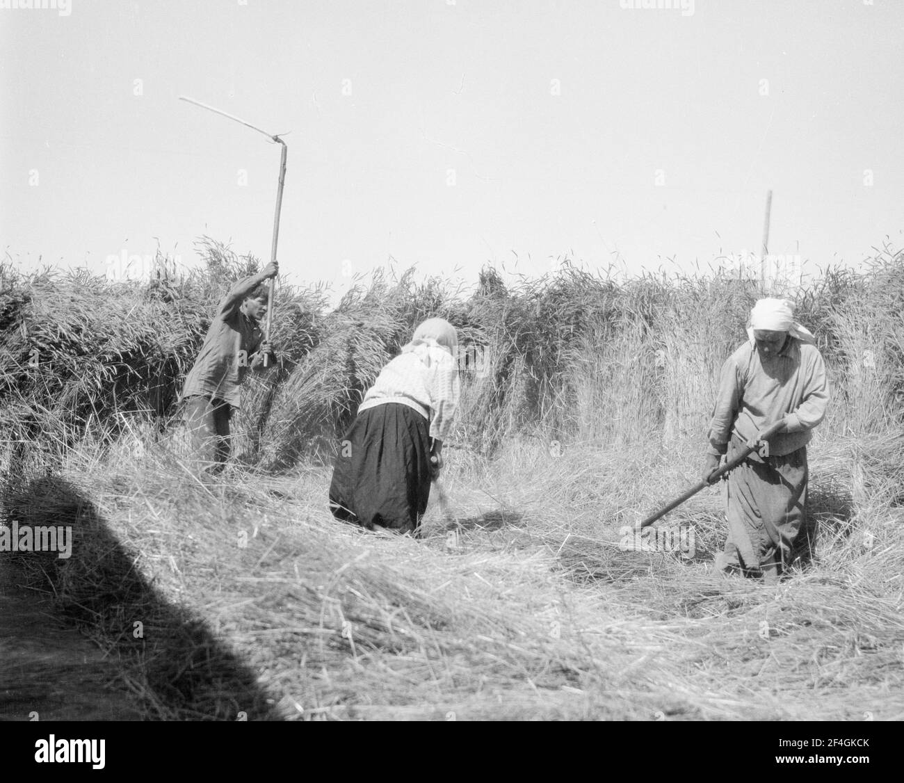 Flailing and cutting, Russia,1931. From the Sidney D. Gamble ...