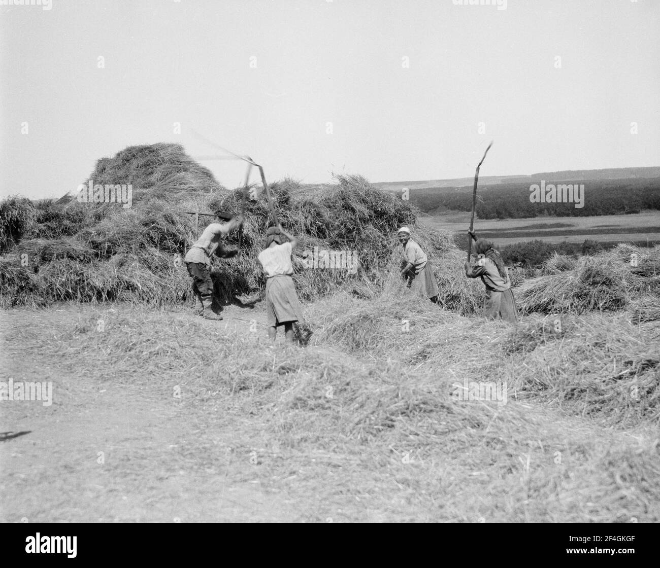 Four flailing, Russia,1931. From the Sidney D. Gamble photographs ...