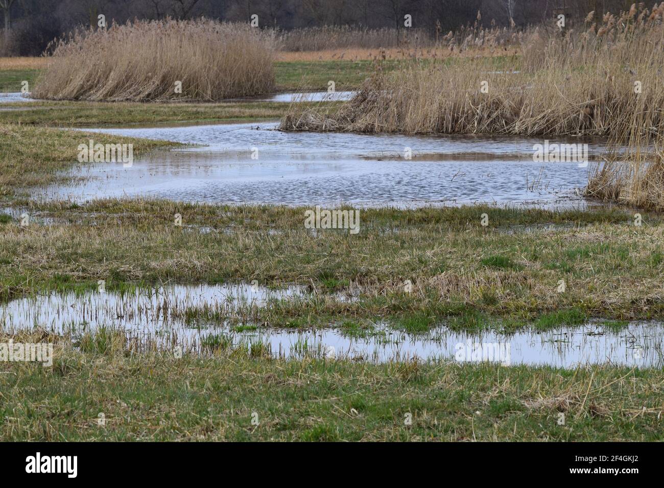 Breeding area for birds hi-res stock photography and images - Alamy