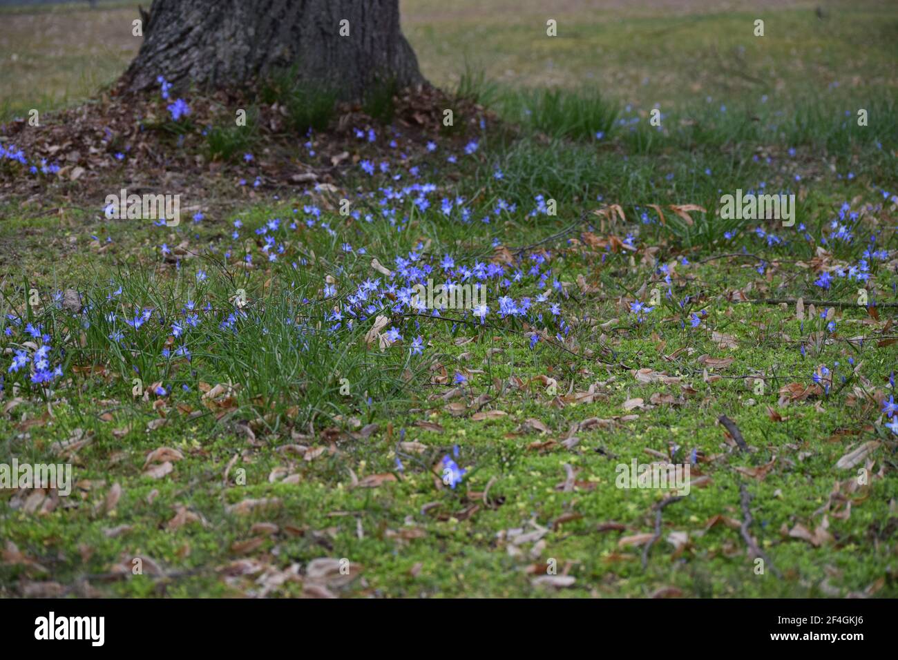 Squill romantically spread across a Meadow Stock Photo - Alamy