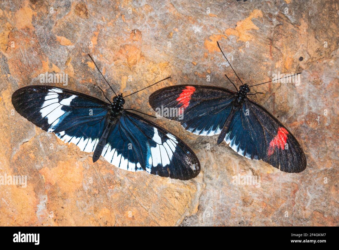 A top view of Heliconius butterflies on a rocky surface at daytime ...