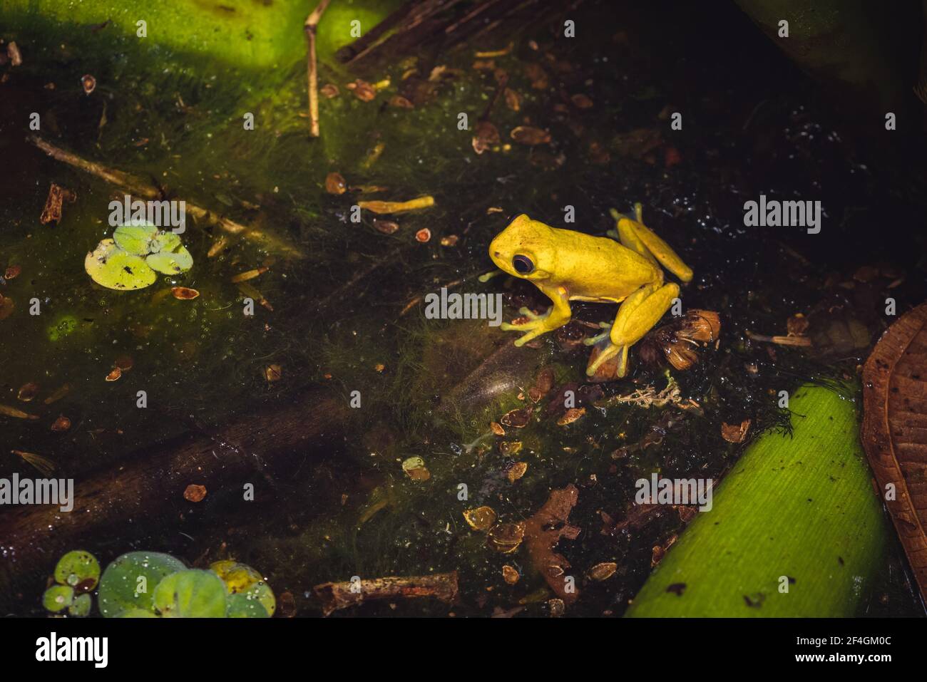 Hispaniolan yellow tree frog hi-res stock photography and images - Alamy