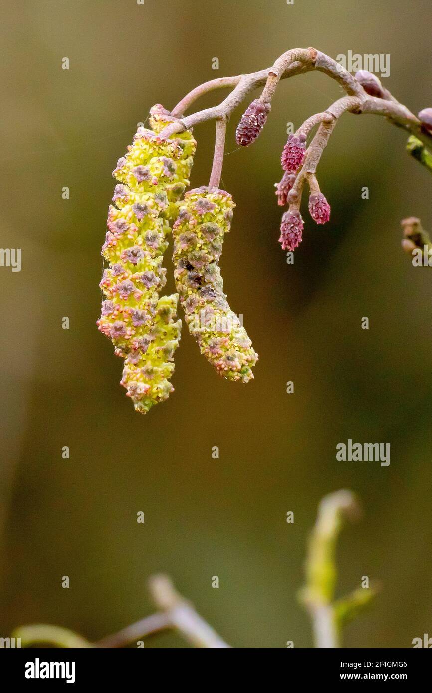 Alder (alnus glutinosa), close up showing the large male catkins in ...