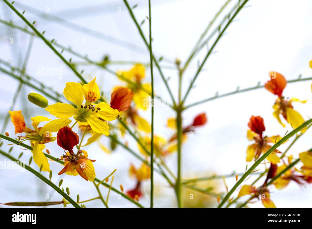 Yellow flowers of a Jerusalem thorn tree or Palo Verde (Parkinsonia ...
