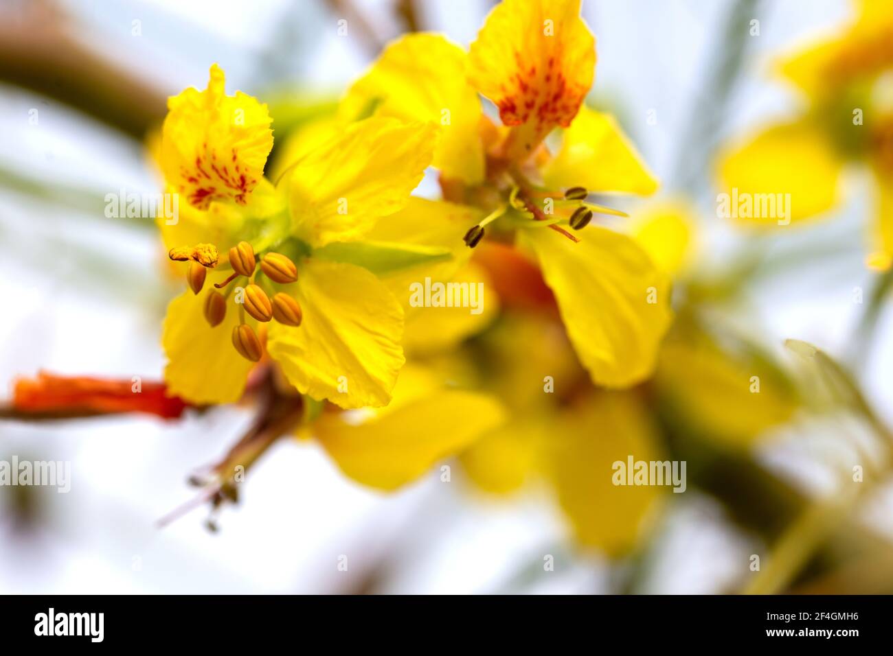 Yellow flowers of a Jerusalem thorn tree or Palo Verde (Parkinsonia ...