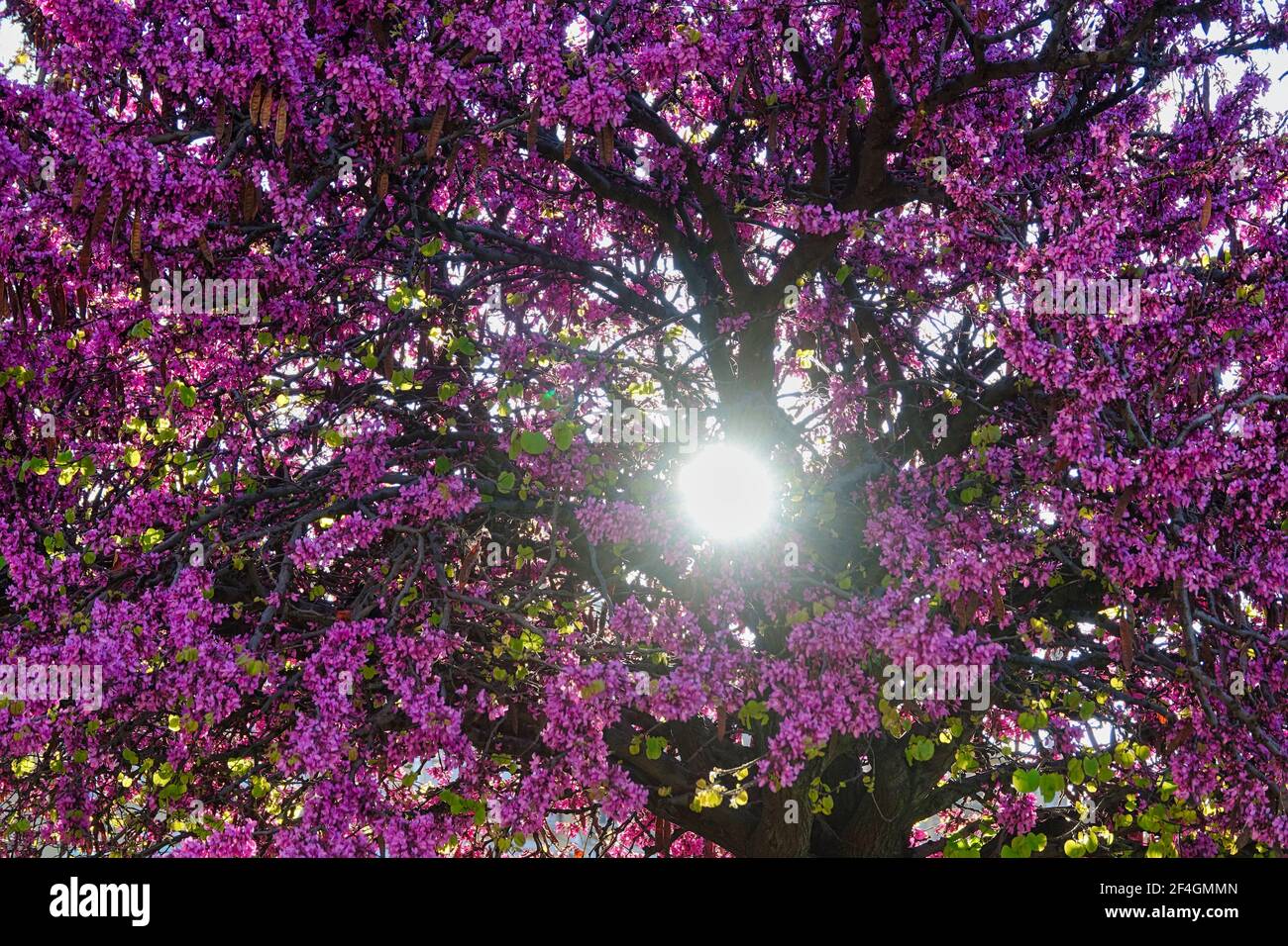 Sun rays shining through the purple flowers of a tree in spring Stock ...