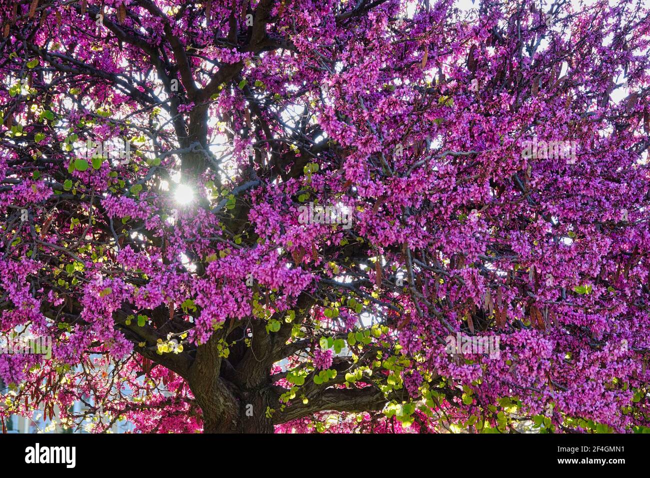 Sun rays shining through the purple flowers of a tree in spring Stock ...