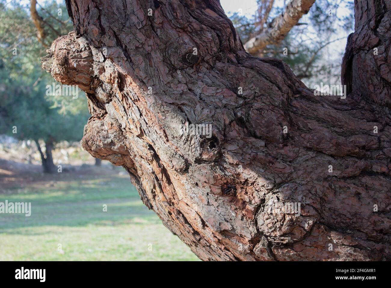 Closeup of texture background of an old tree bark Stock Photo - Alamy