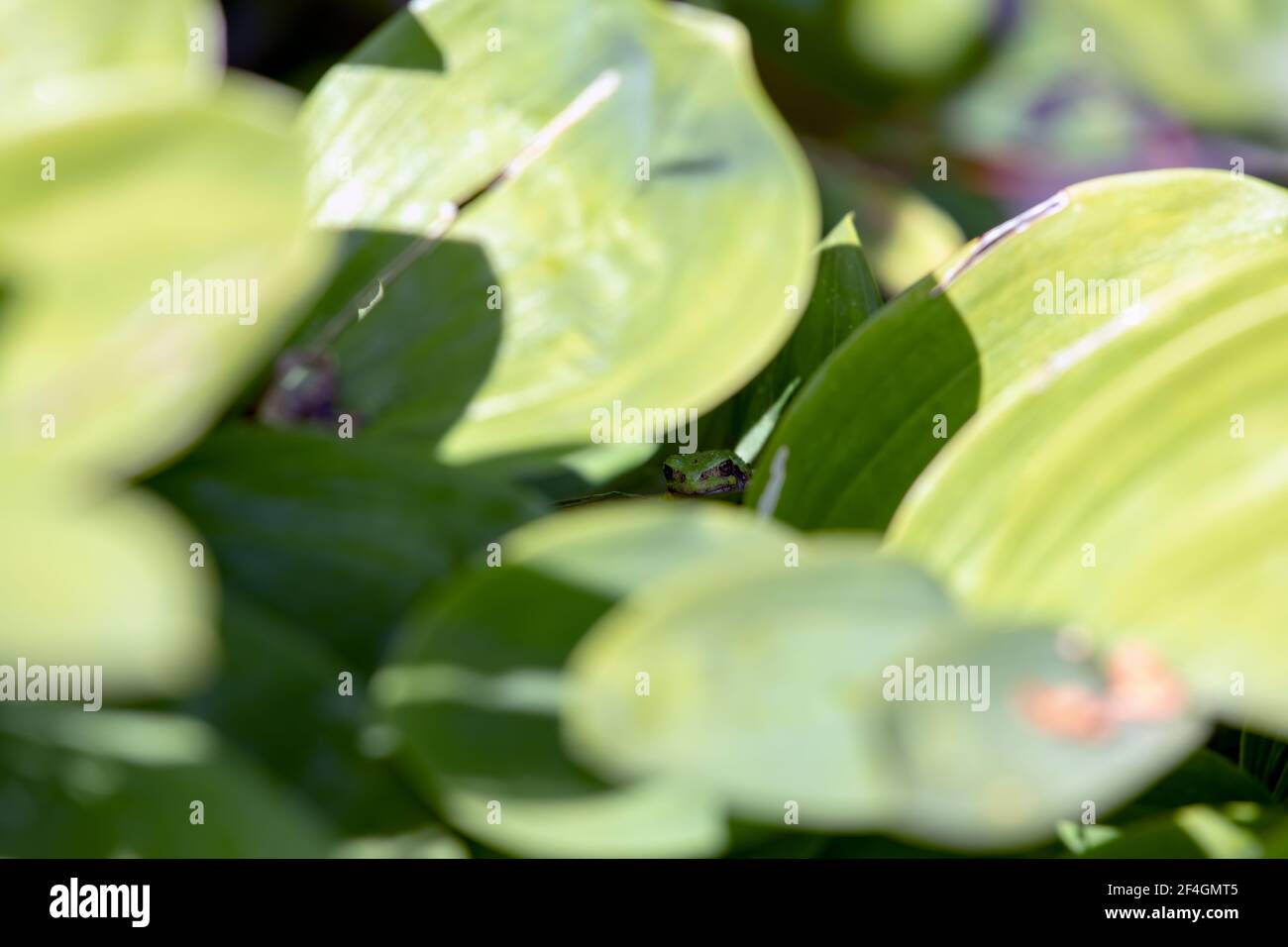 Ontario gray tree frog hi-res stock photography and images - Alamy