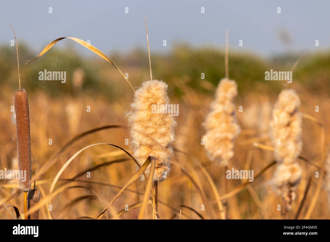 Reed. A close-up of a reed. Composition of nature. Landscape of golden ...