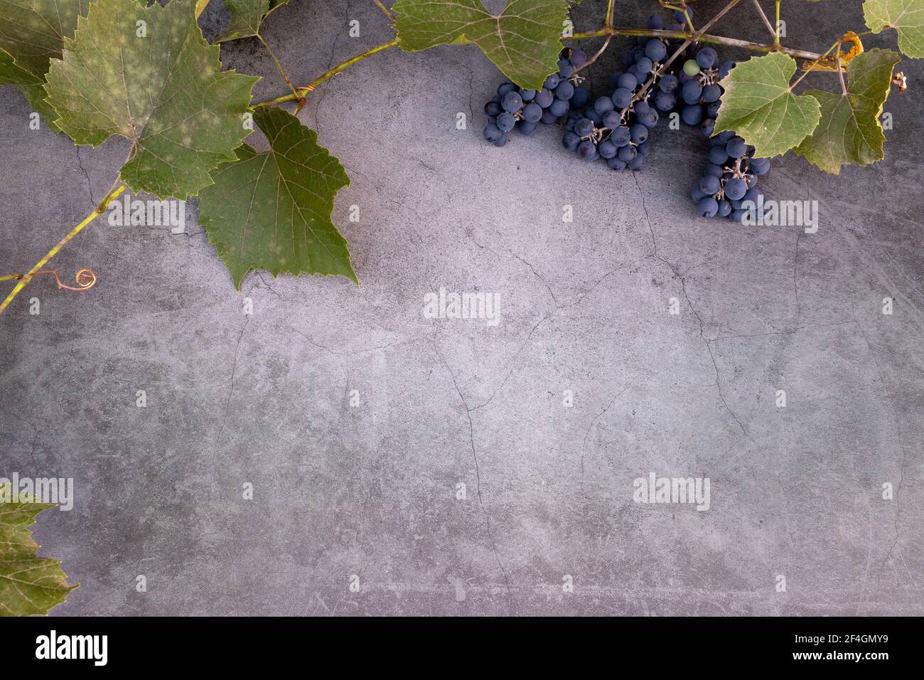 Grapes for making red wine. Background with fresh grapes and leaves ...