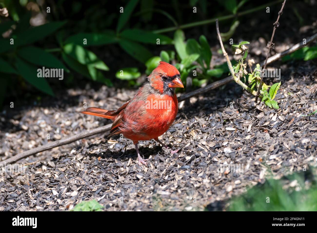 Cardinal crest hi-res stock photography and images - Alamy