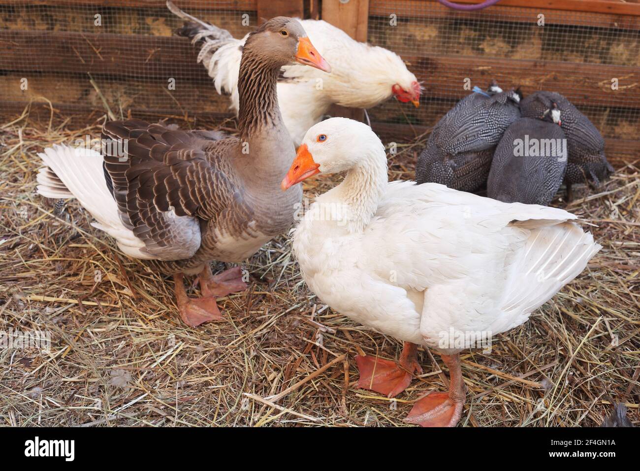 Breed poultry livestock hi-res stock photography and images - Alamy