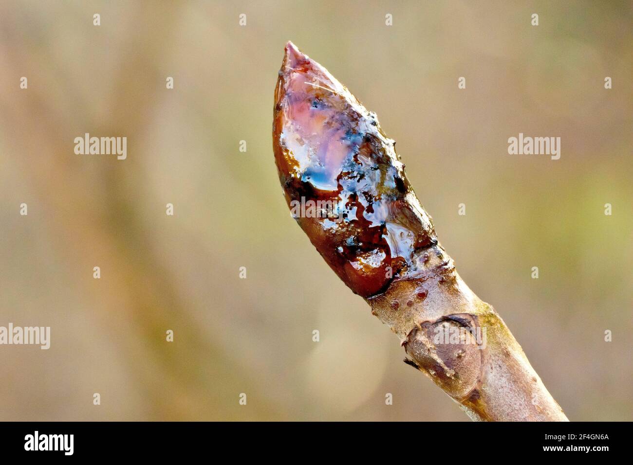Horse chestnut sticky buds in spring hi-res stock photography and ...