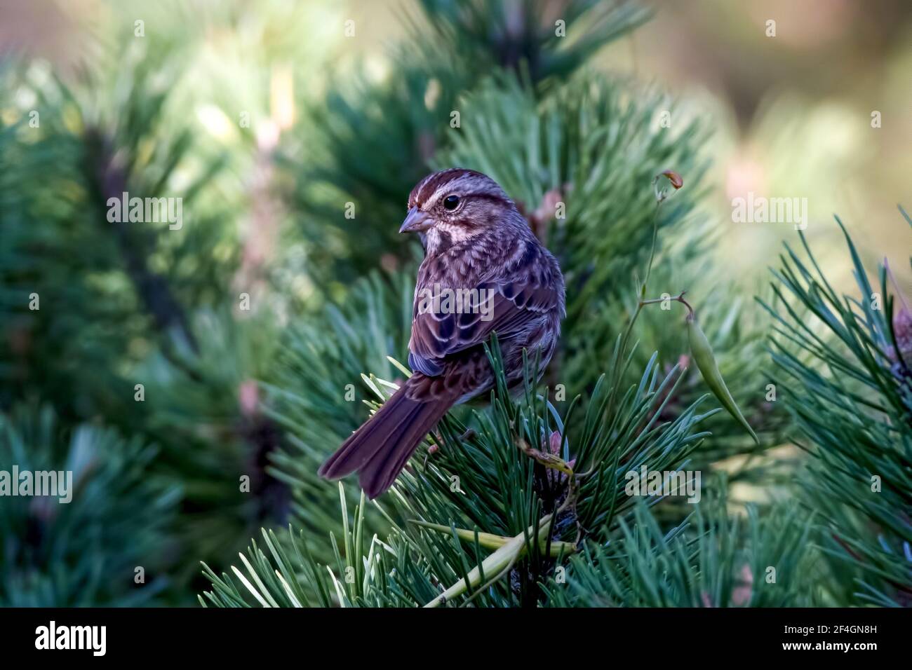 Tree sparrow close up hi-res stock photography and images - Alamy